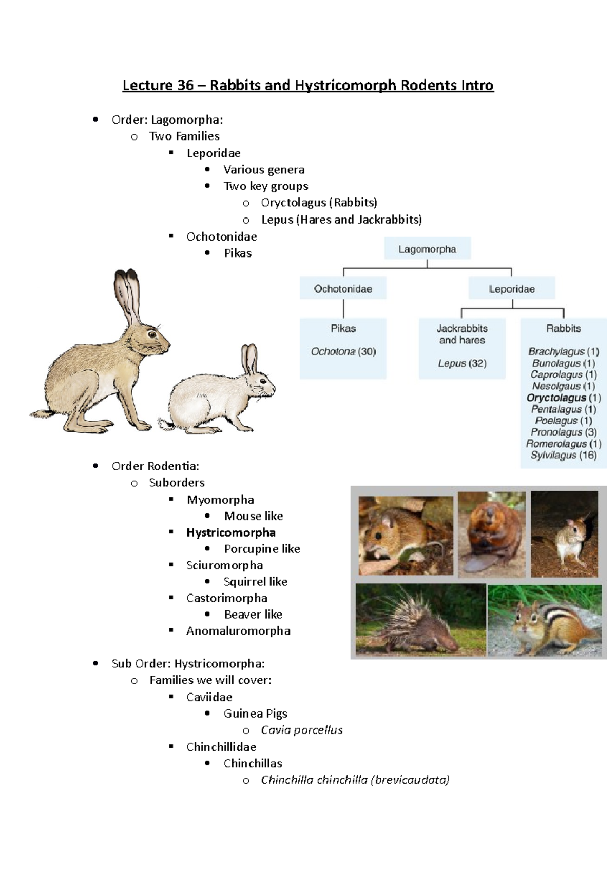 Lecture 36 – Rabbits and Hystricomorph Rodents Intro - Lecture 36 ...