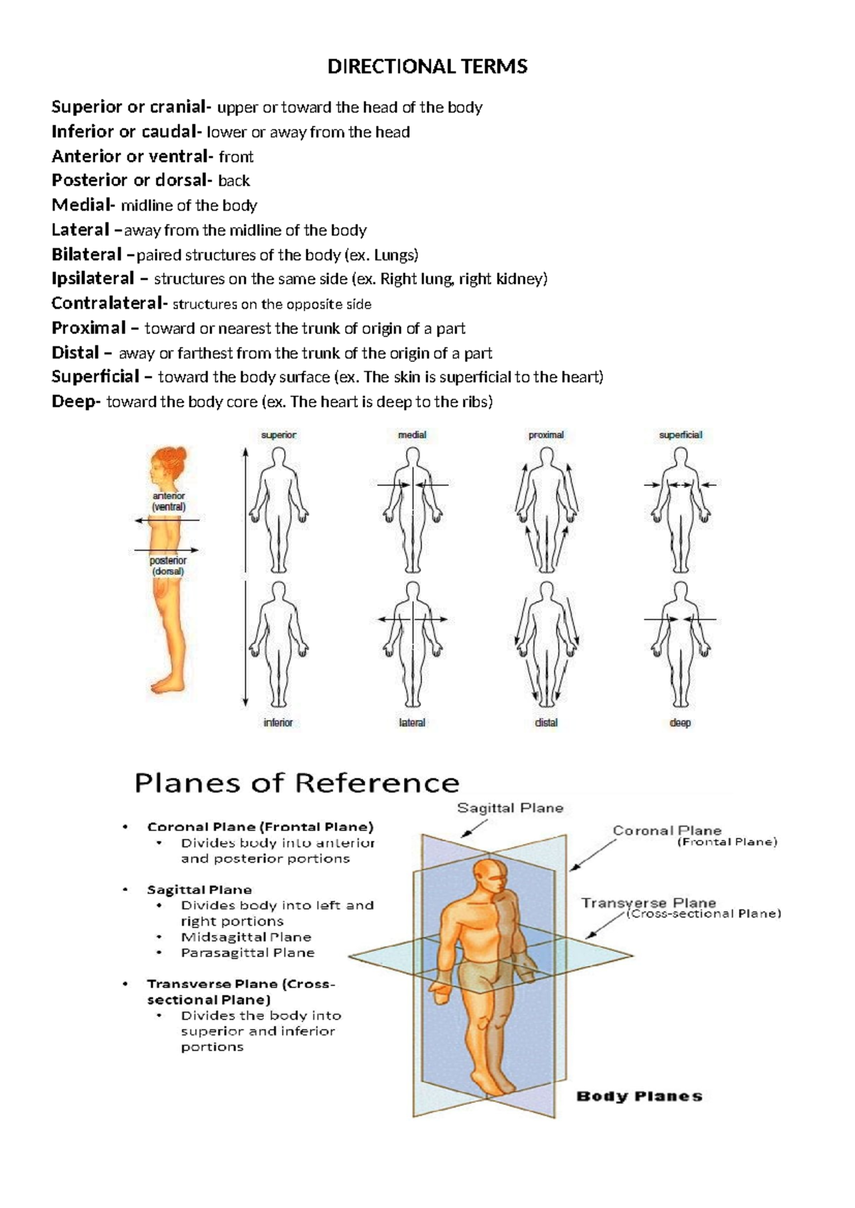 Directional Terms - DIRECTIONAL TERMS Superior or cranial- upper or ...