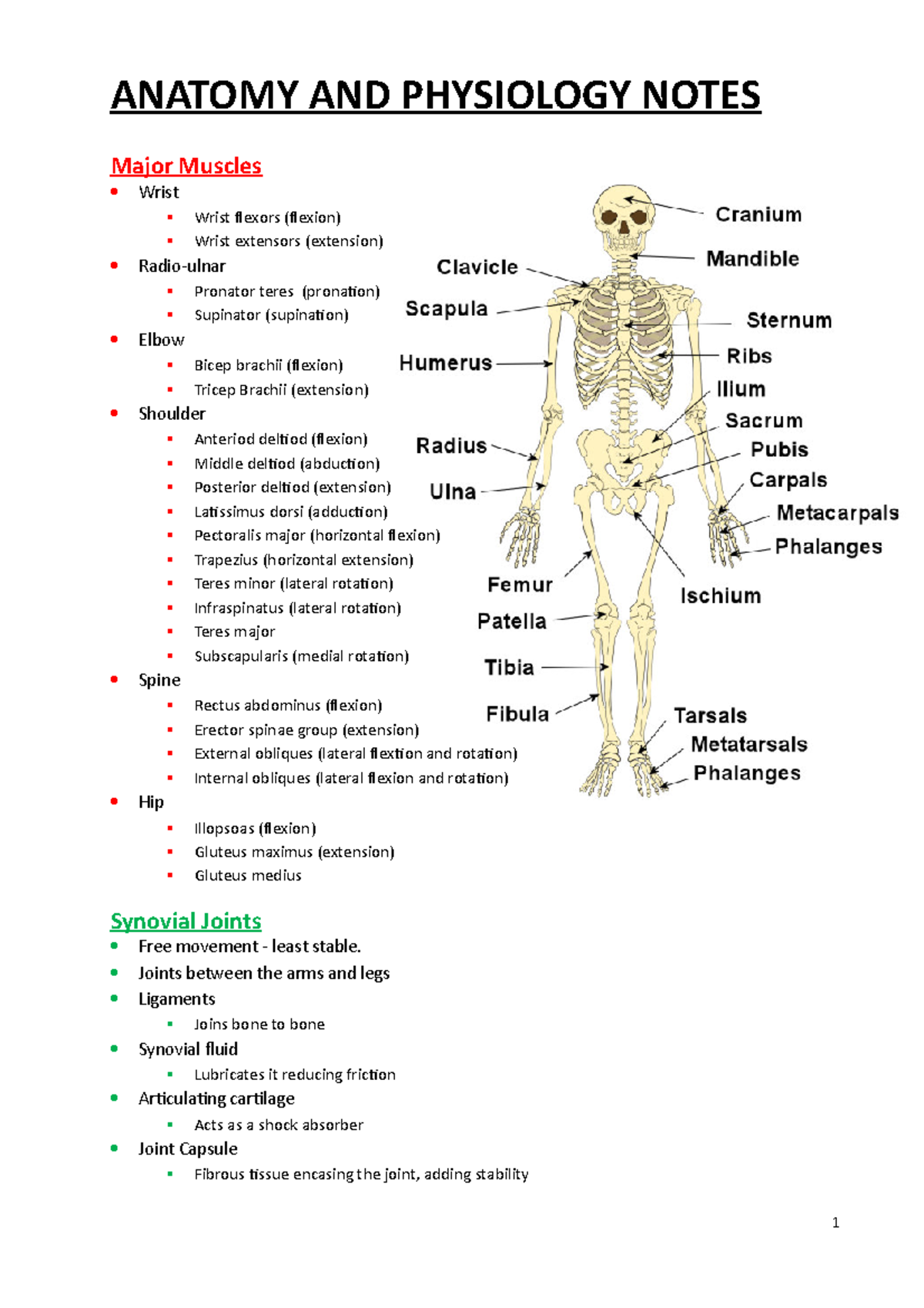 Major Muscles - ANATOMY AND PHYSIOLOGY NOTES Major Muscles Wrist Wrist ...