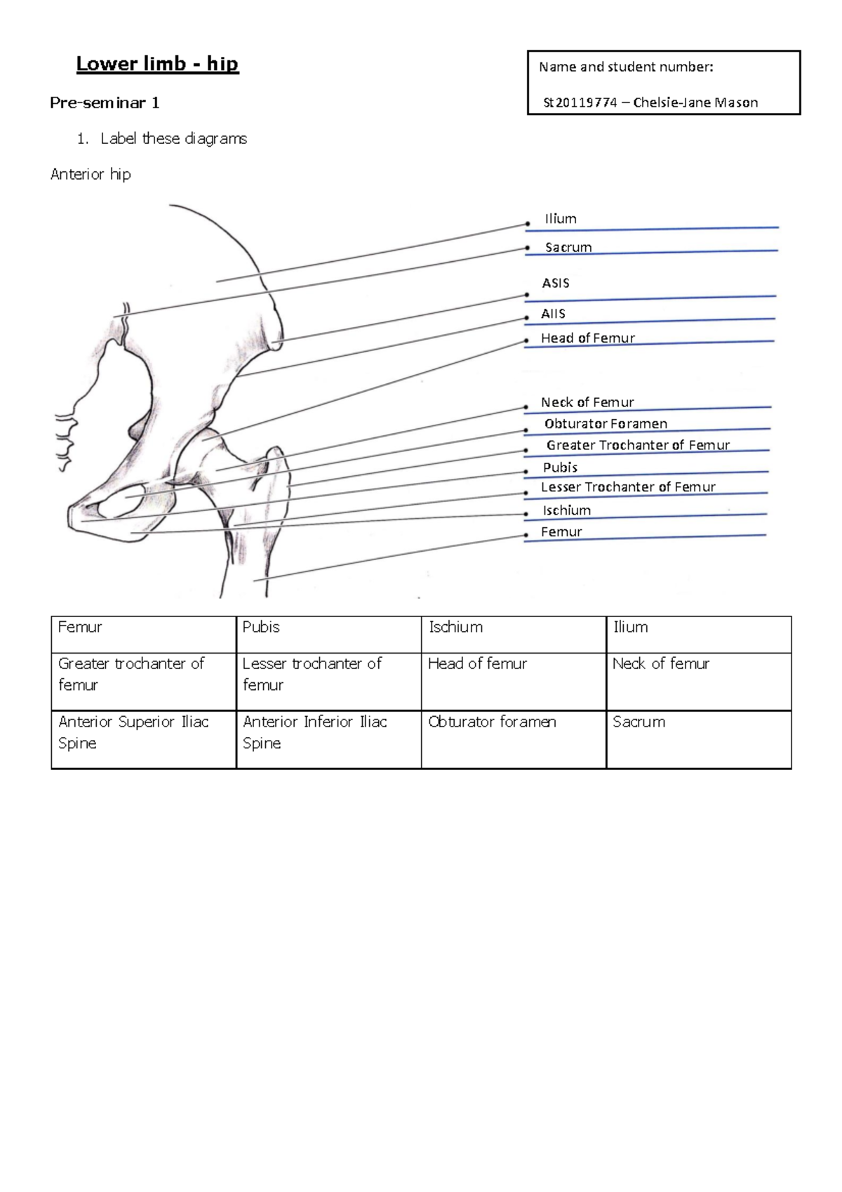 Hip1 - Anatomy of the hip - Warning: TT: undefined function: 32 Warning: TT: undefined function ...