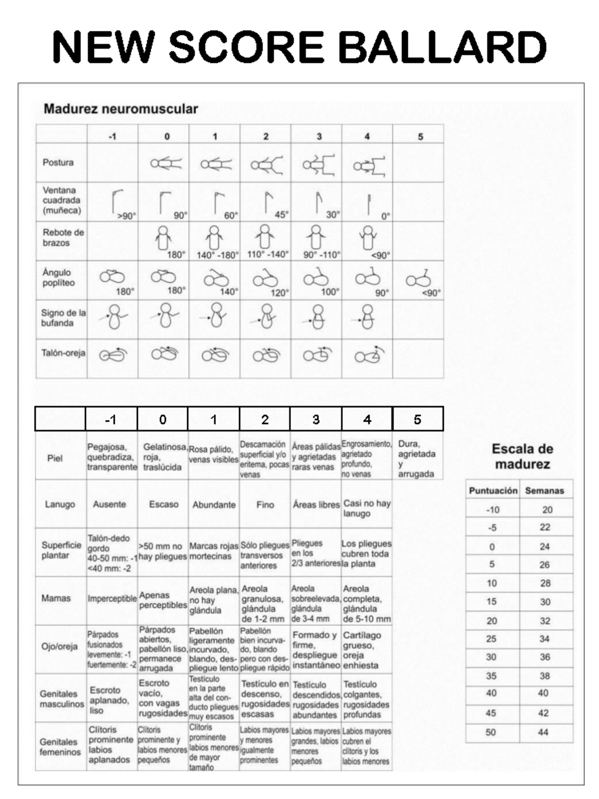 Ballard PARA Imprimir - Escalas pediatricas - Medicina - NEW SCORE ...