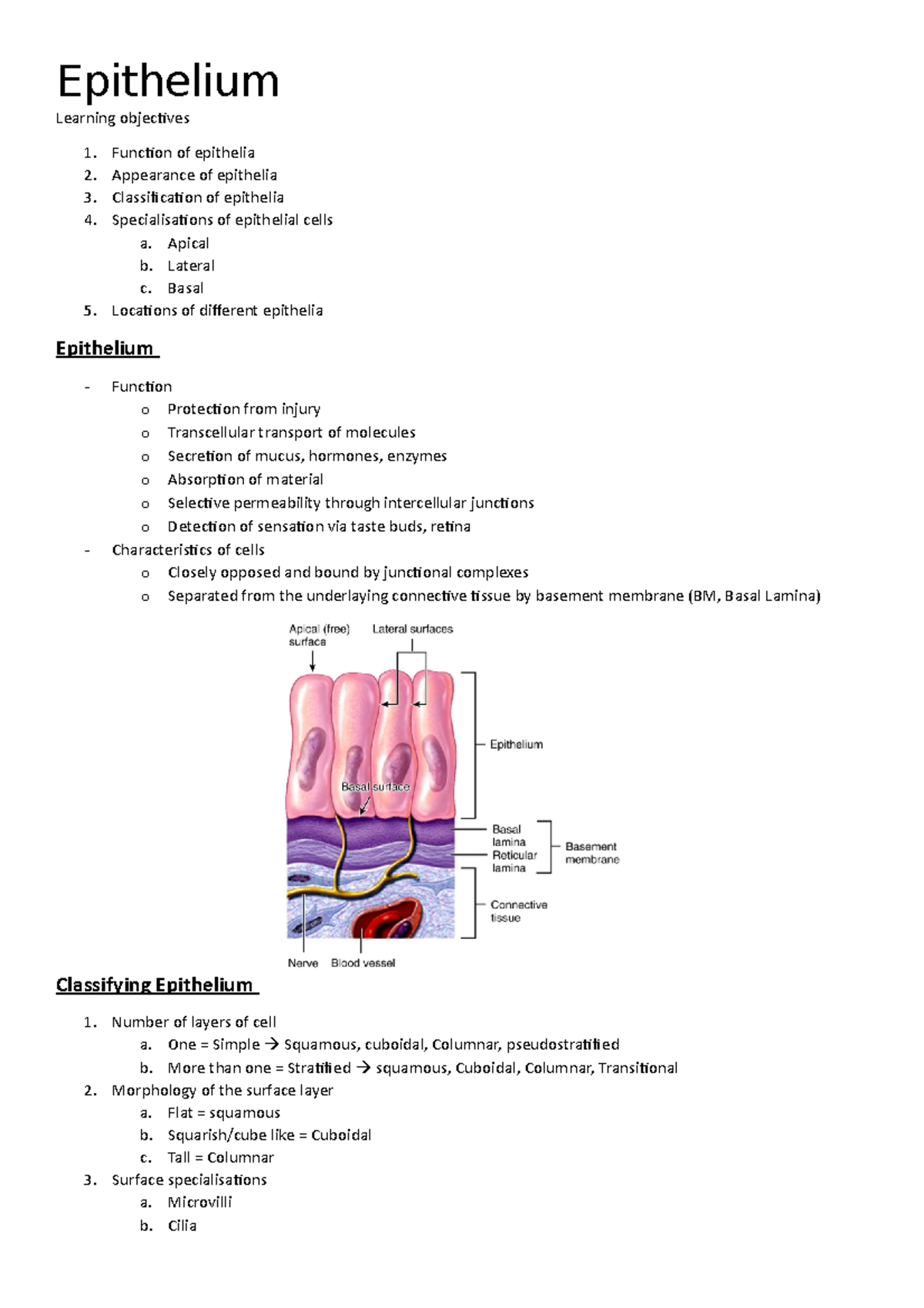 Epithelium - Lecture notes 2 - Epithelium Learning objectives Function ...