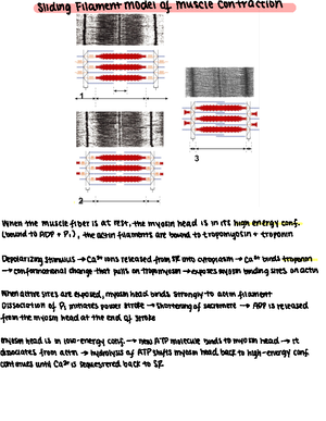 Blood Flow Through Circulatory System - deoxy. blood 7 1. deoxygenated ...