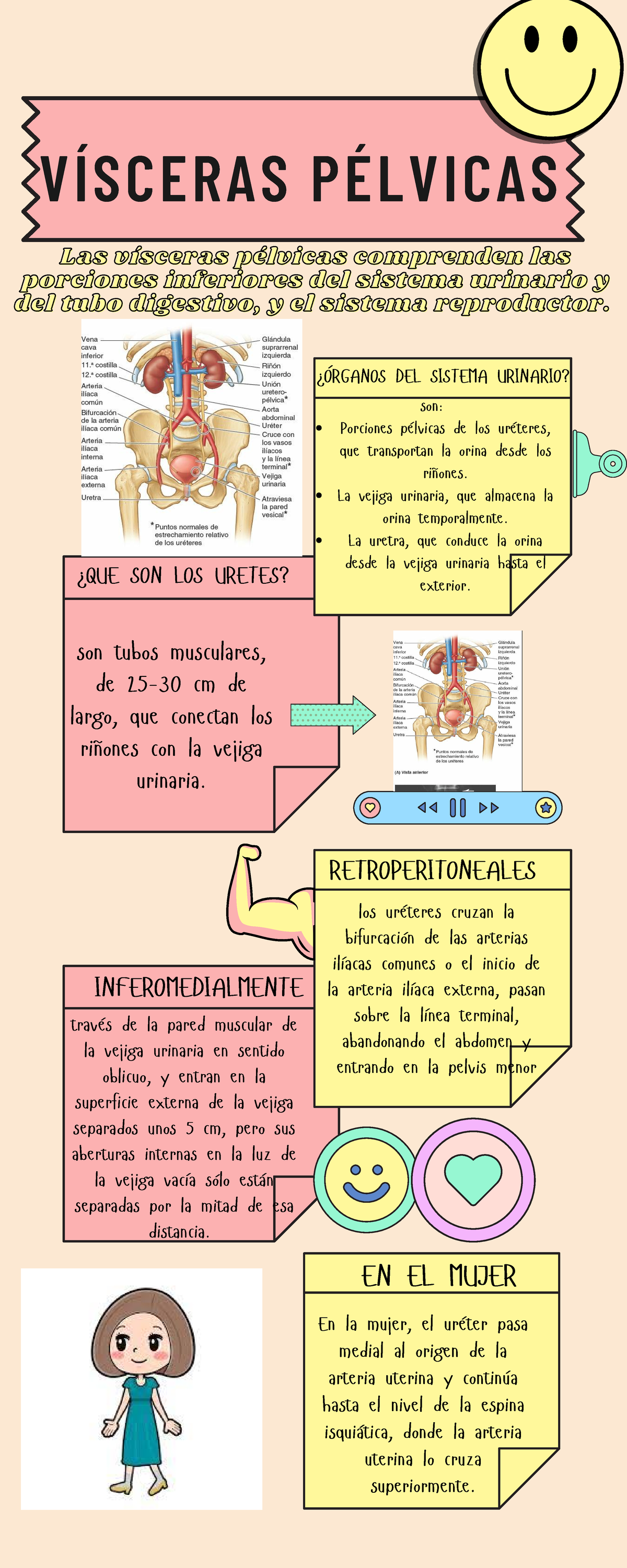 Vísceras Pélvicas - Moore. Fundamentos de Anatomía Con Orientación ...