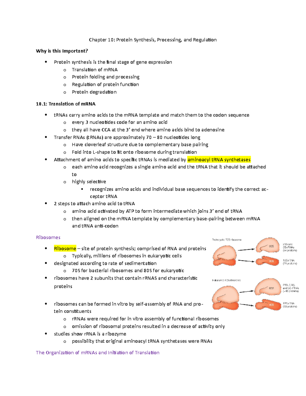 Chapter 10 - Lecture Notes w/ King - Chapter 10: Protein Synthesis ...