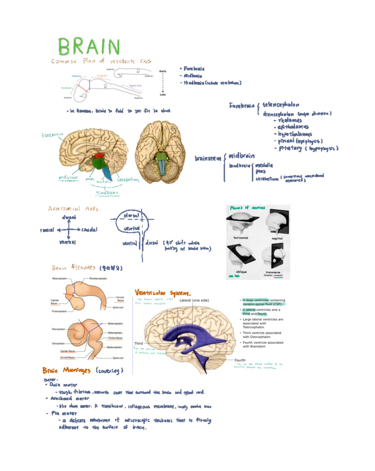 Phol0005-brain and spinal cord note - BRAINI common plan of vertebrate ...