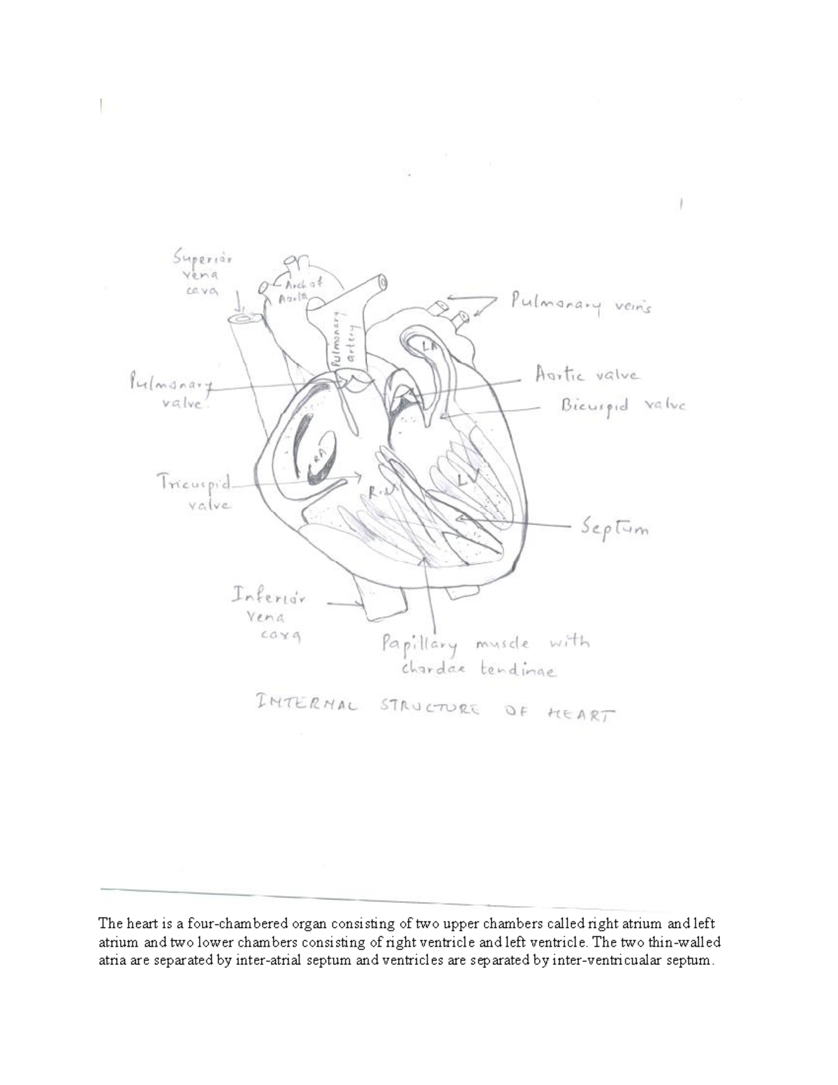 Cardiovascular system - The heart is a four-chambered organ consisting ...