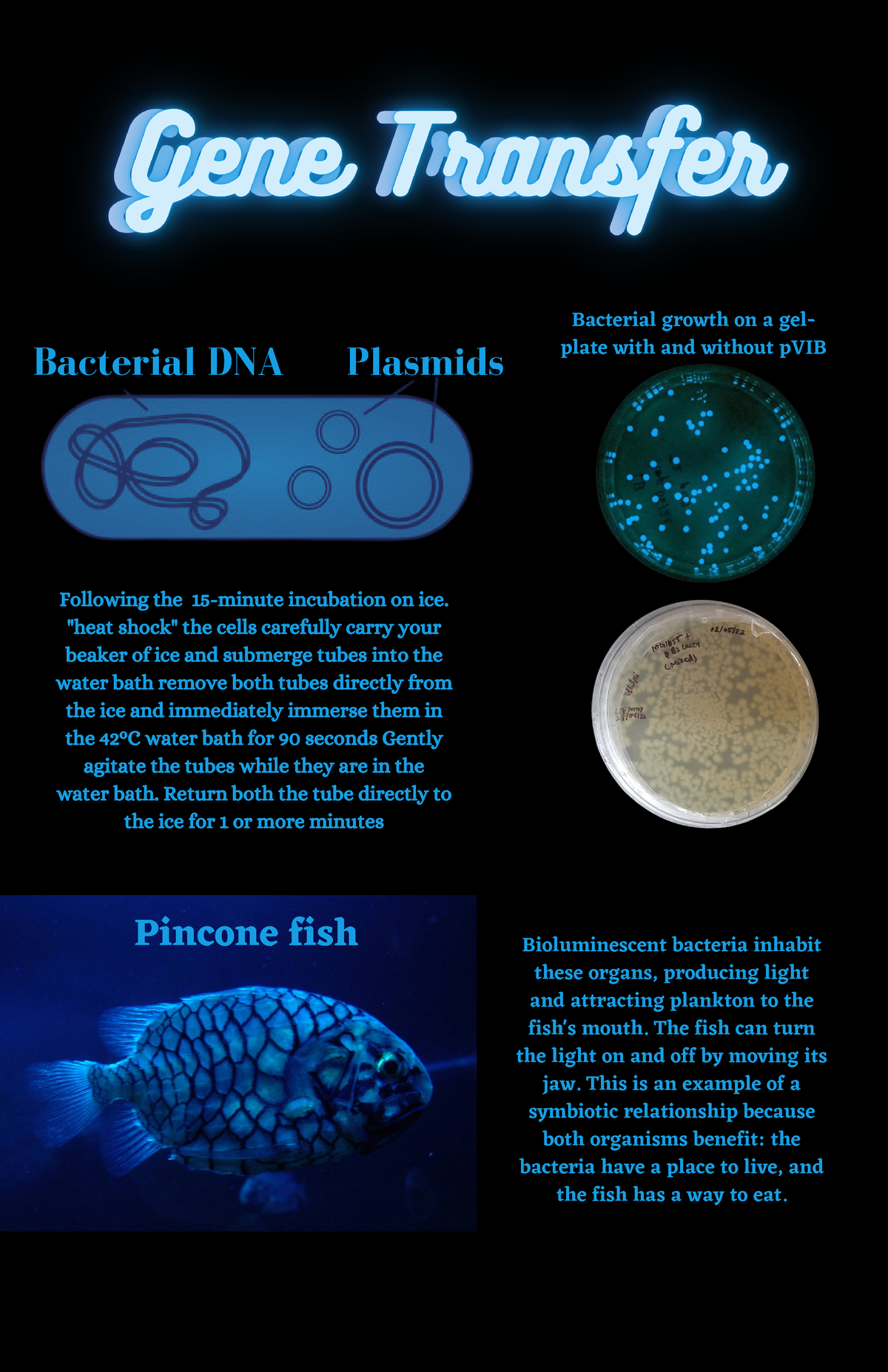 Gene Transfer - Poster I made with info on lab - Bacterial DNA Plasmids ...