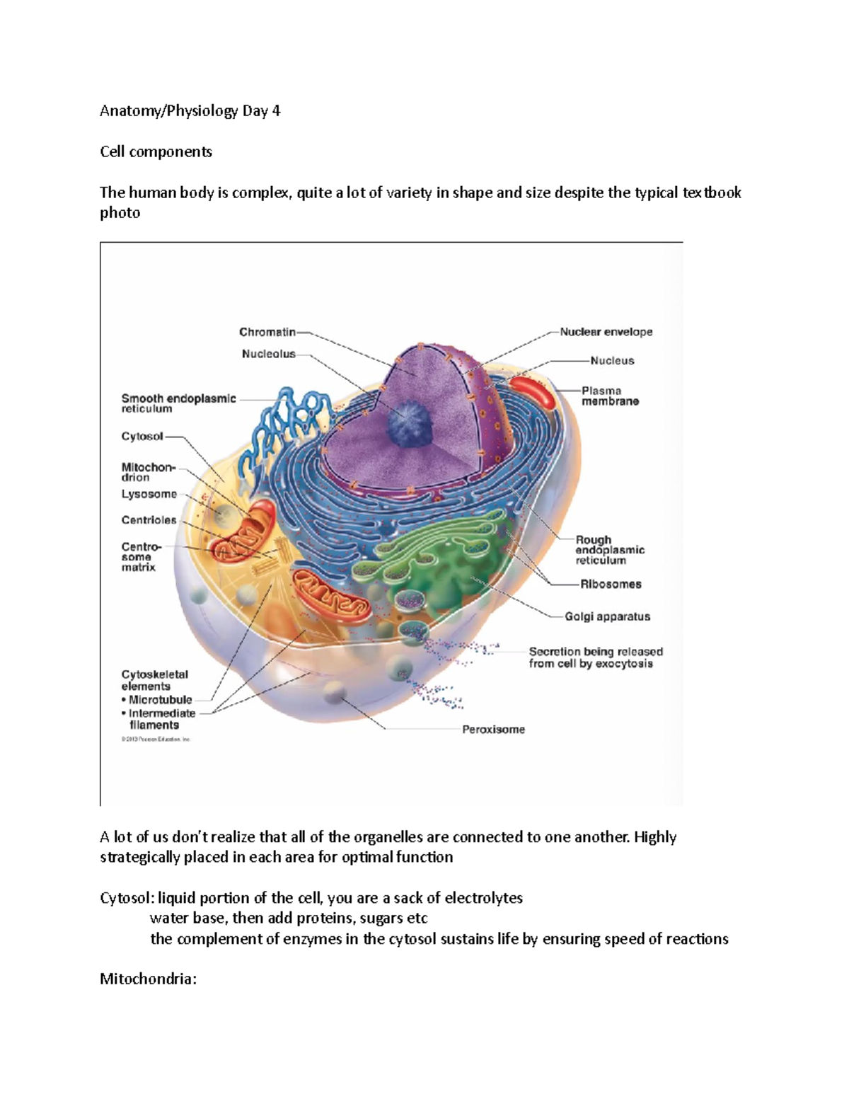 Anatomy and Physiology Day 4: Components of the Human Cell - Anatomy ...