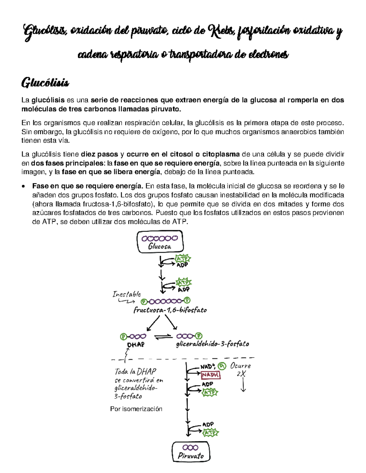 Glucólisis cilo de Krebs cadena respiratoria y fosfoliración oxidativa - Glucólisis, oxidación ...