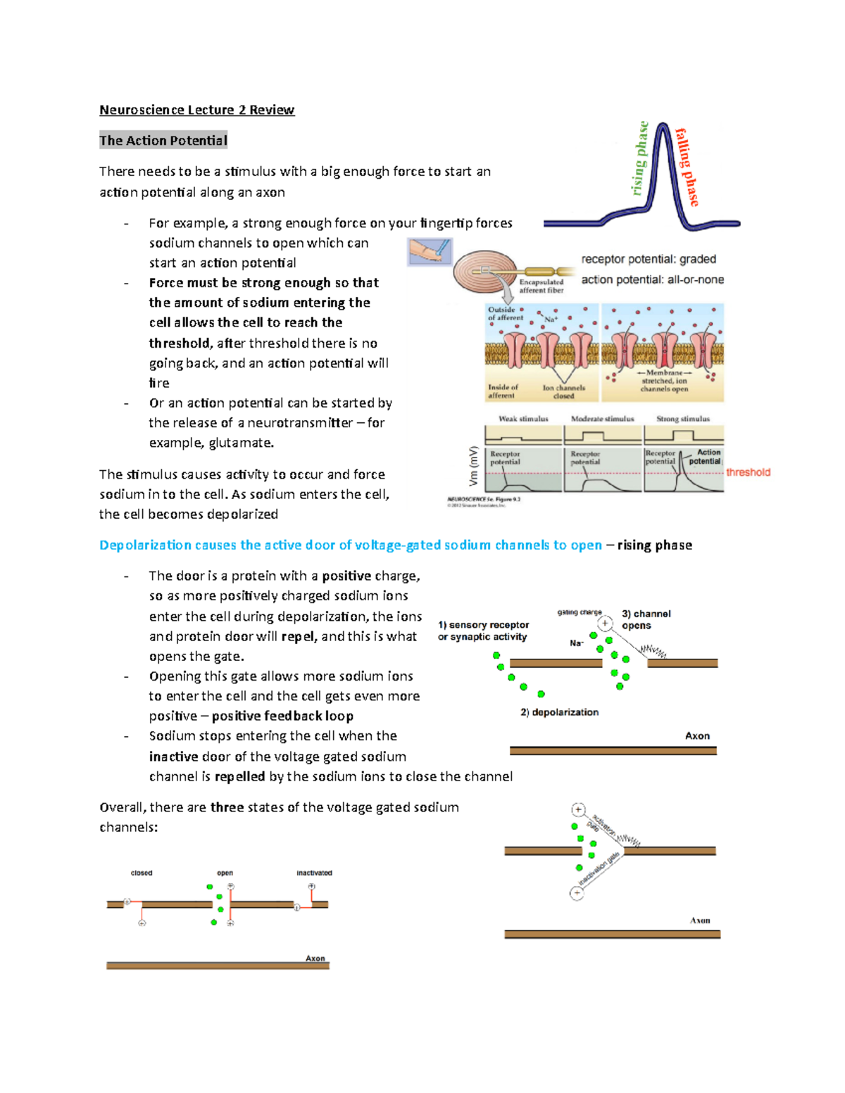 Neuroscience (PNB 2XB3) Lecture 2 Review - Pnb 2Xb3 - McMaster - Studocu