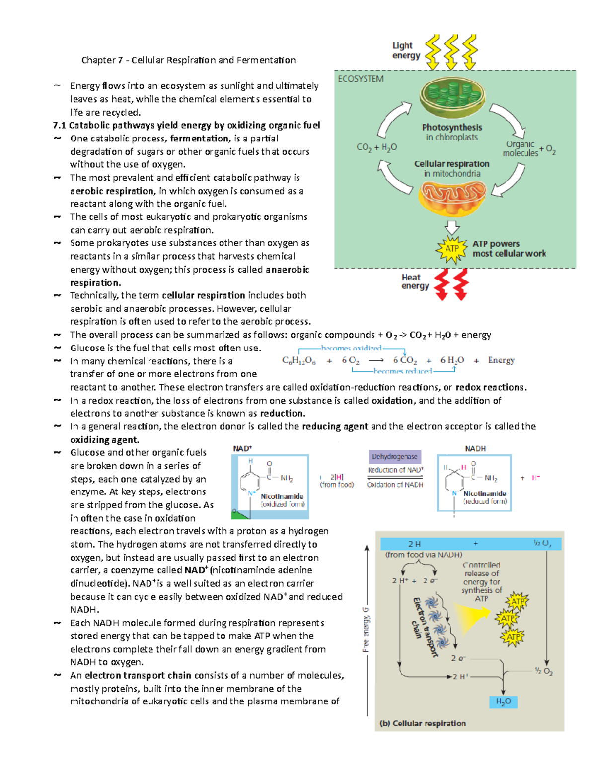 Chapter 7 - Cellular Respiration and Fermentation - Chapter 7 ...