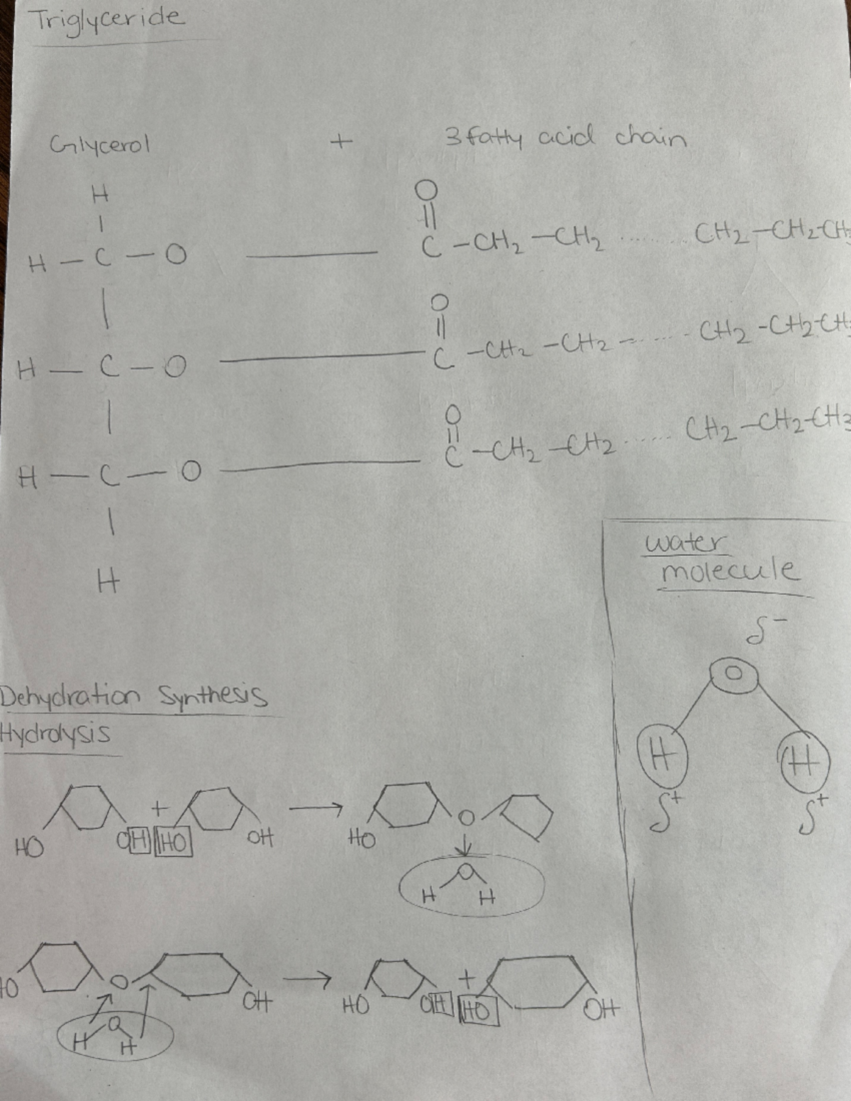 Triglyceride & Dehydration Synthesis - BIOL1081 - Triglyceride Glycerol ...