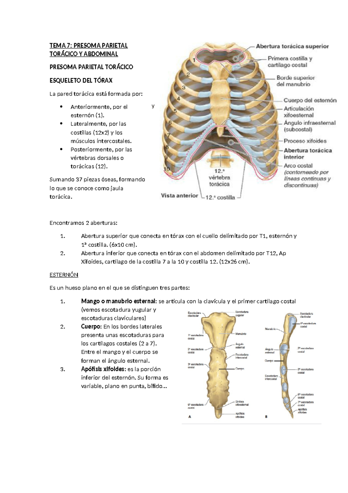 TEMA 7 - Apuntes de anatomía humana del grado en farmacia - TEMA 7 ...