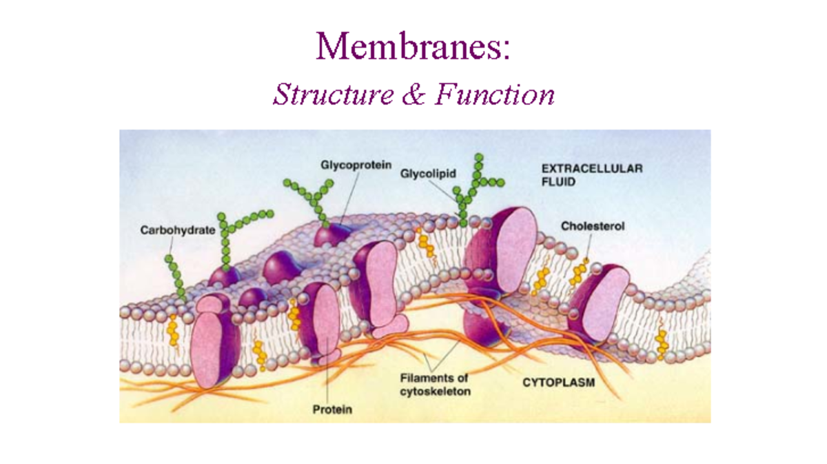 05 Membrane Structure and Function student - Membranes: Structure & Function Learning Outcomes ...