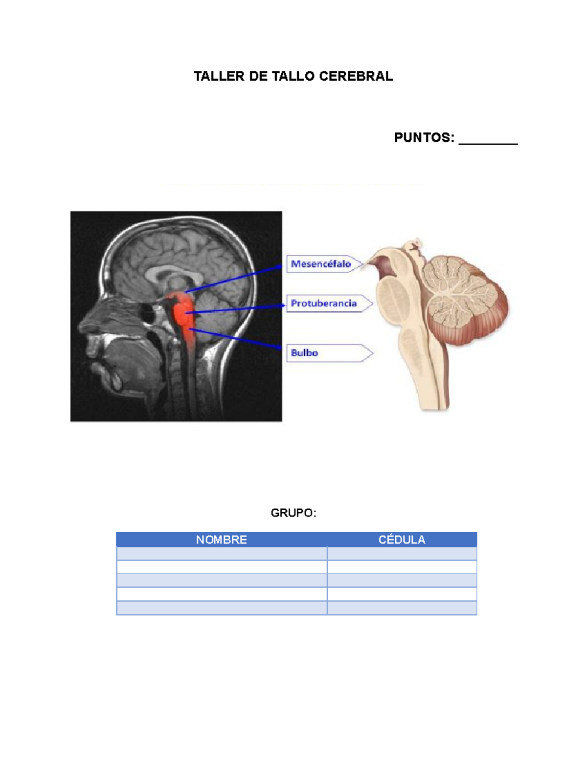 04 Rey Taller DE Tallo Cerebral - TALLER DE TALLO CEREBRAL PUNTOS ...