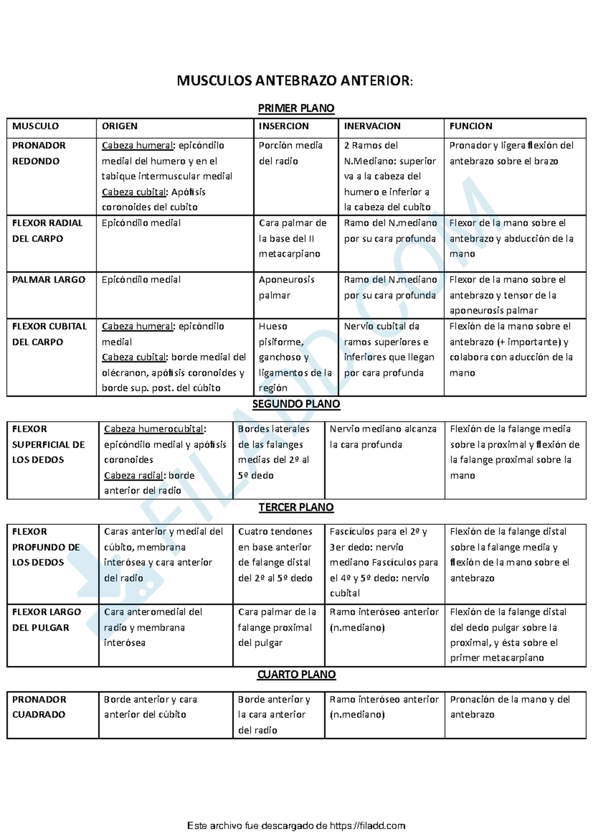 Musculos Antebrazo - MUSCULOS ANTEBRAZO ANTERIOR: PRIMER PLANO SEGUNDO ...