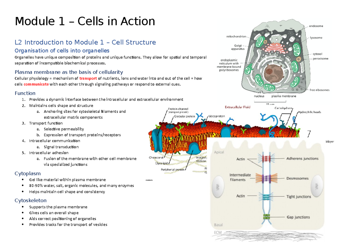 Module 1 - Cells in Action - Module 1 – Cells in Action L2 Introduction to Module 1 – Cell ...