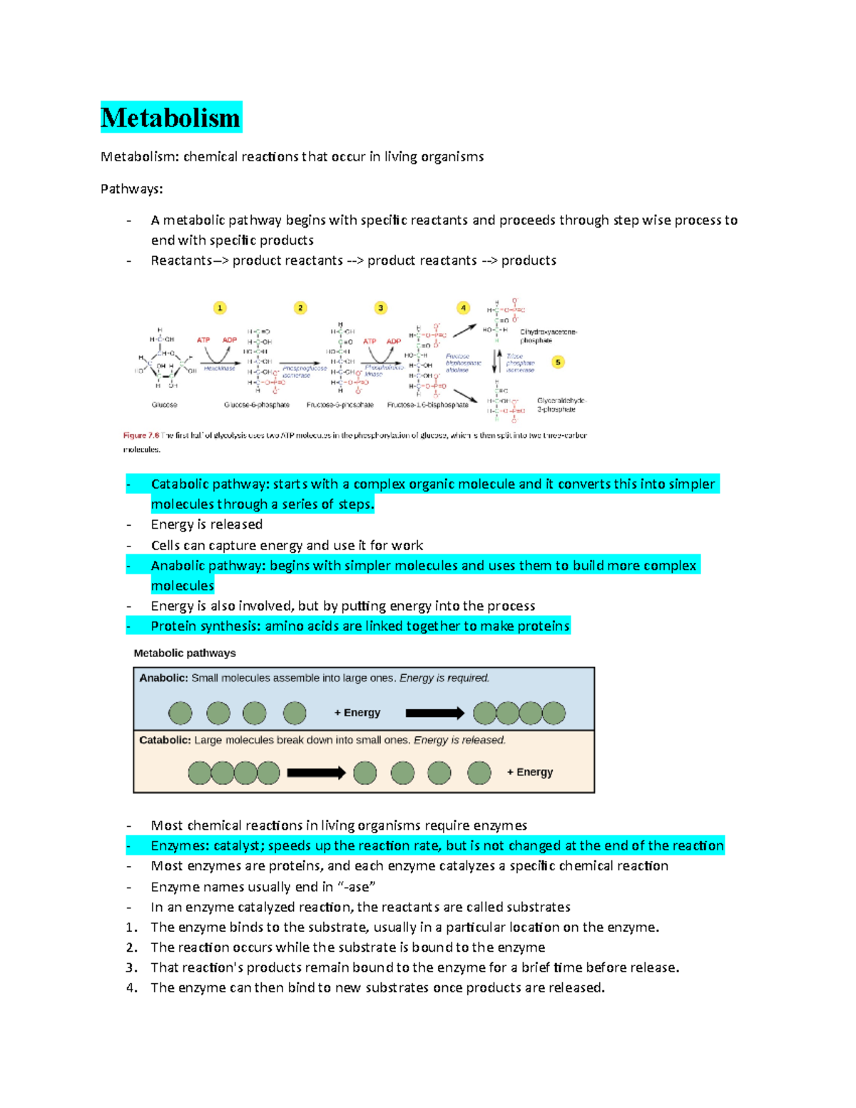 Metabolism Lecture - Metabolism Metabolism: chemical reactions that ...