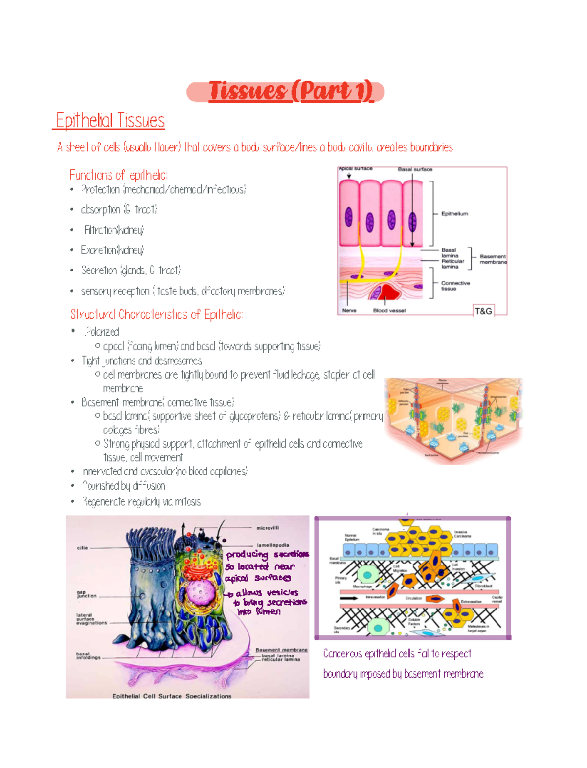 Tissues P 1 - producing secretions solocated near apicalsurfaces ...