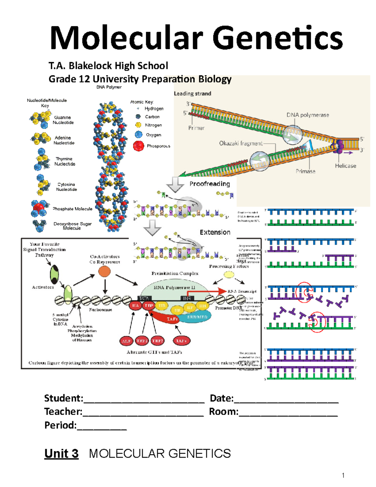 Molecular genetics handout 2017 - Molecular Genetics T. Blakelock High ...