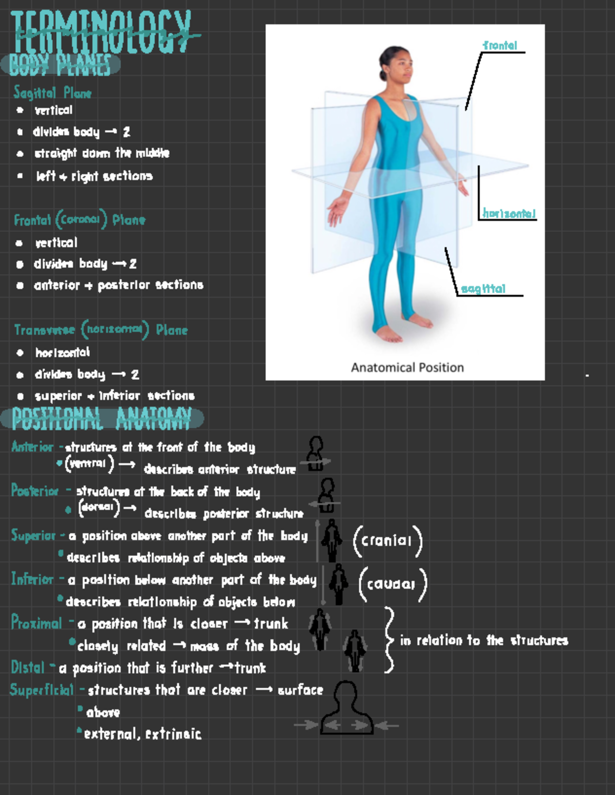 Study Topic 1 - Introduction to anatomy - t¥AHtl0GYs BAH AHHHH Sagittal ...