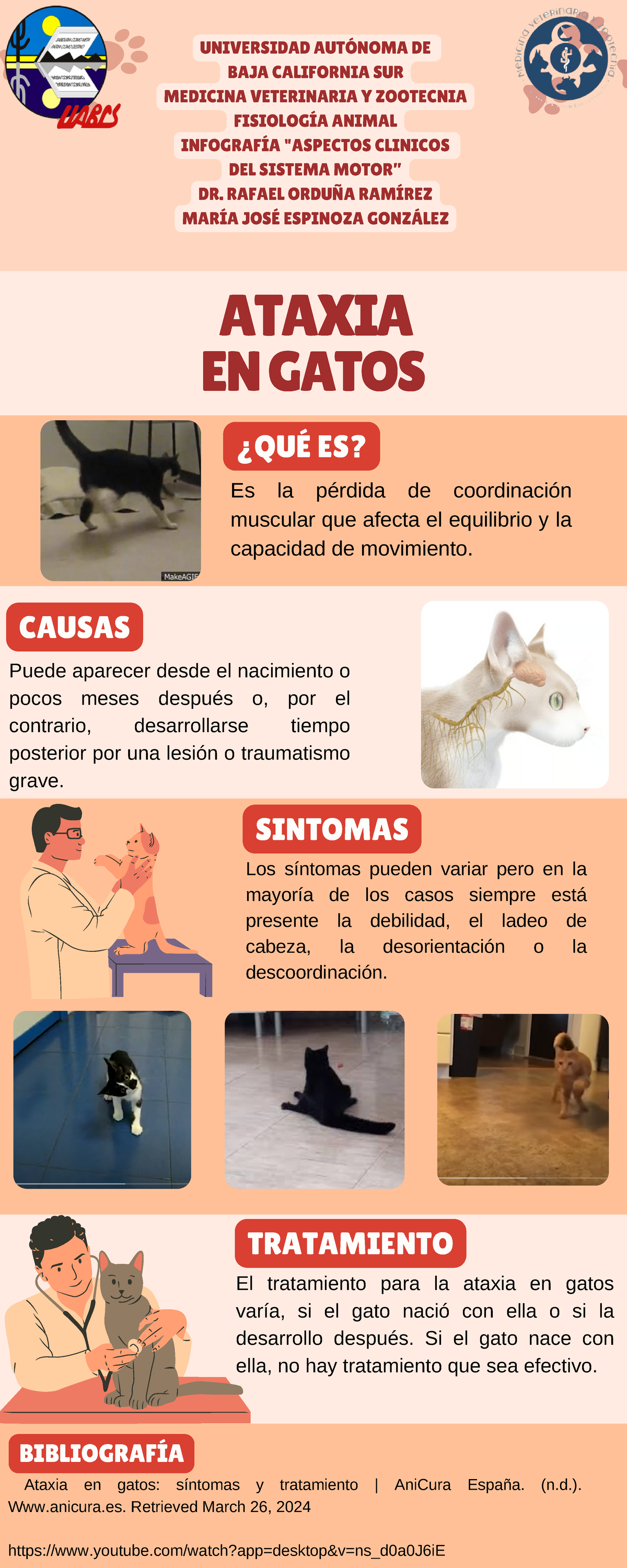 Ataxia en gatos - El tratamiento para la ataxia en gatos varía, si el ...