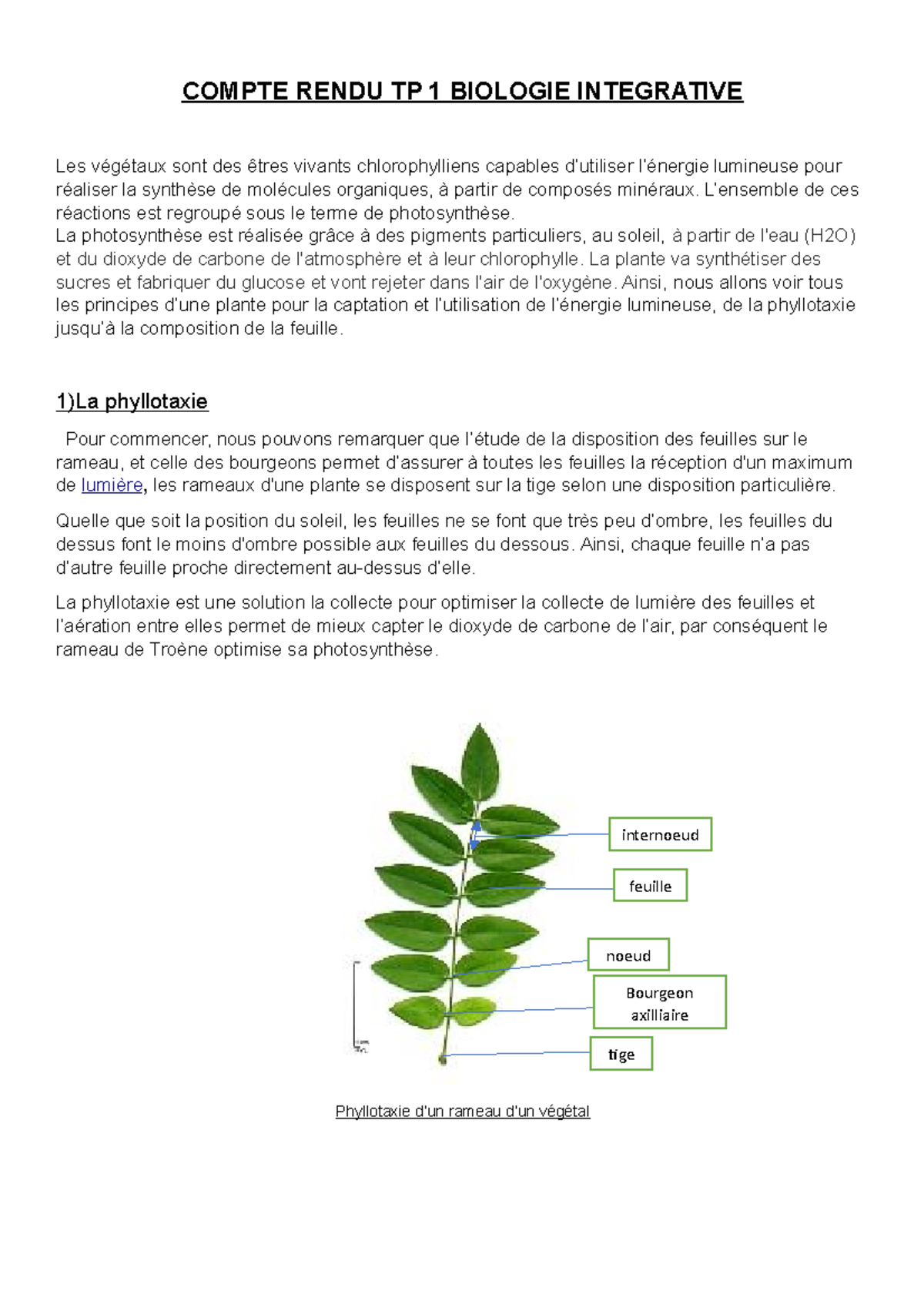 HLBE101 TP1 CR - compte rendue de TP sur la photosynthèse - COMPTE RENDU TP 1 BIOLOGIE ...