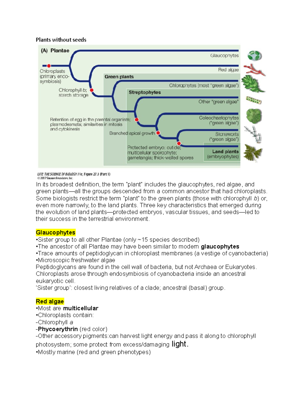 106 midterm 2 notes - Plants without seeds In its broadest definition ...