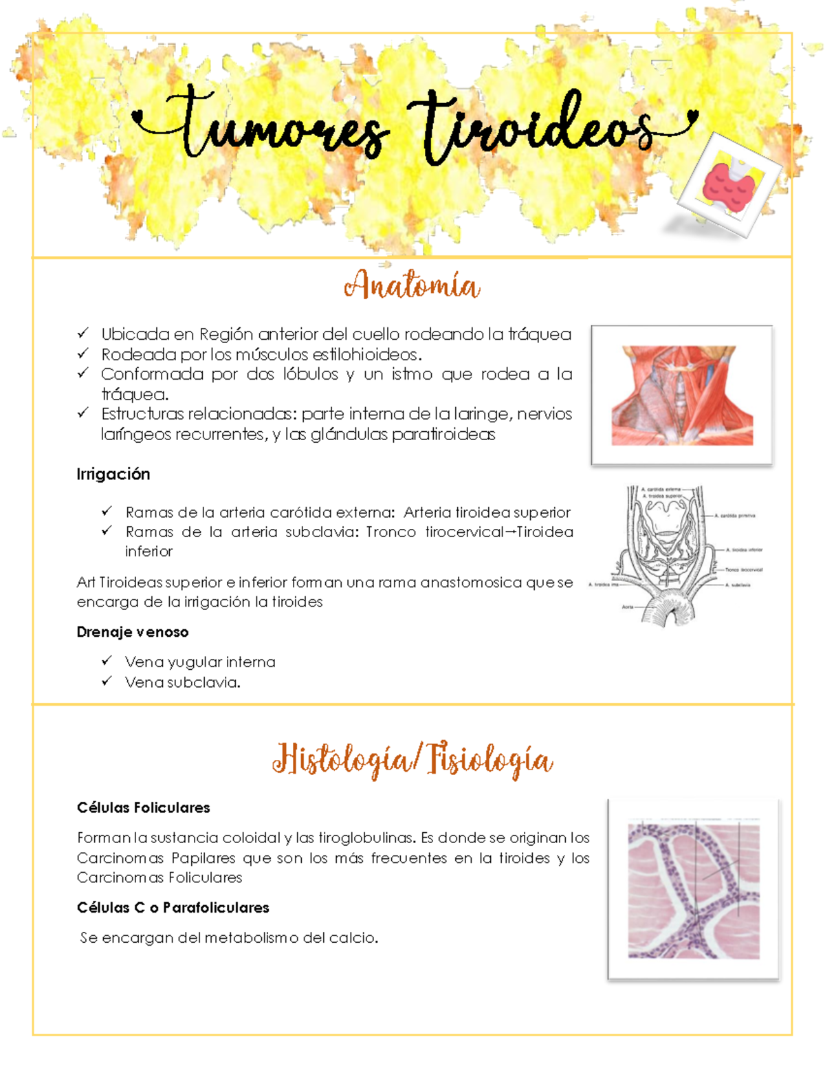 11. Tumores Tiroideos - Ubicada en RegiÛn anterior del cuello rodeando la tr·quea Rodeada por ...