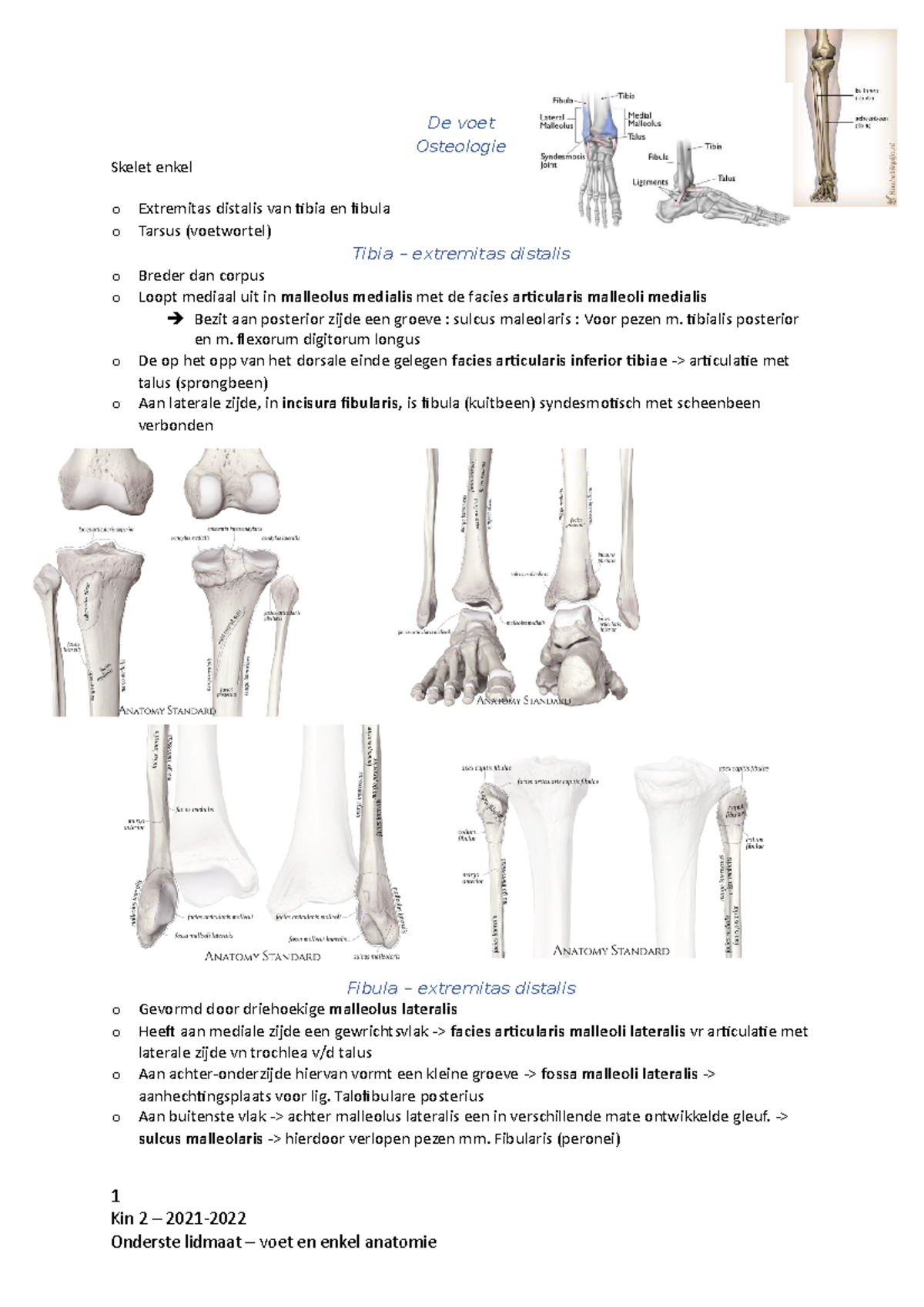 Anatomie voet en enkel - De voet Osteologie Skelet enkel o Extremitas ...