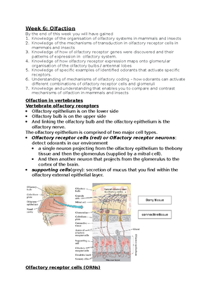 Phototransduction in insects - Knowledge of the structure of compound ...