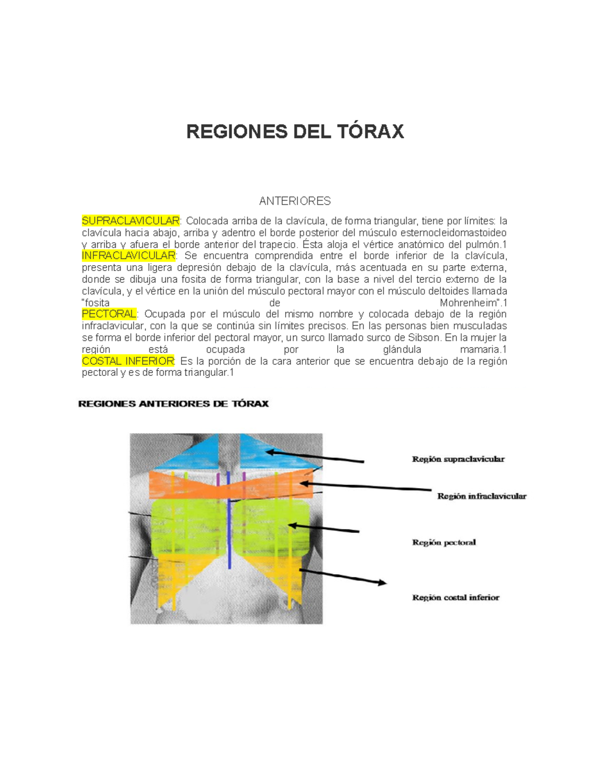 Regiones DEL Tórax - REGIONES DEL TÓRAX ANTERIORES SUPRACLAVICULAR ...