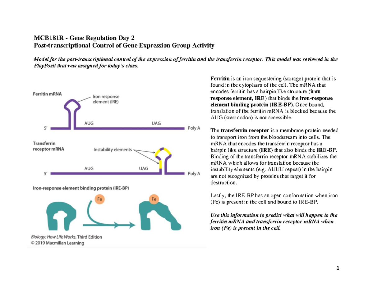 Gene Regulation D2 Worksheet Student - MCB181R - Gene Regulation Day 2 ...