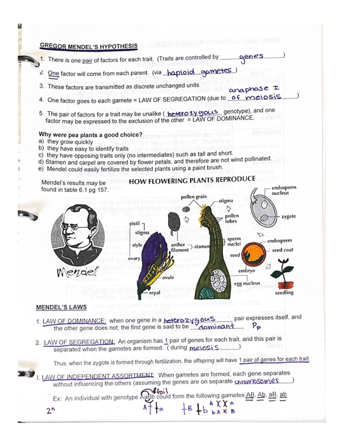 Mendelian Genetics Note - Studocu