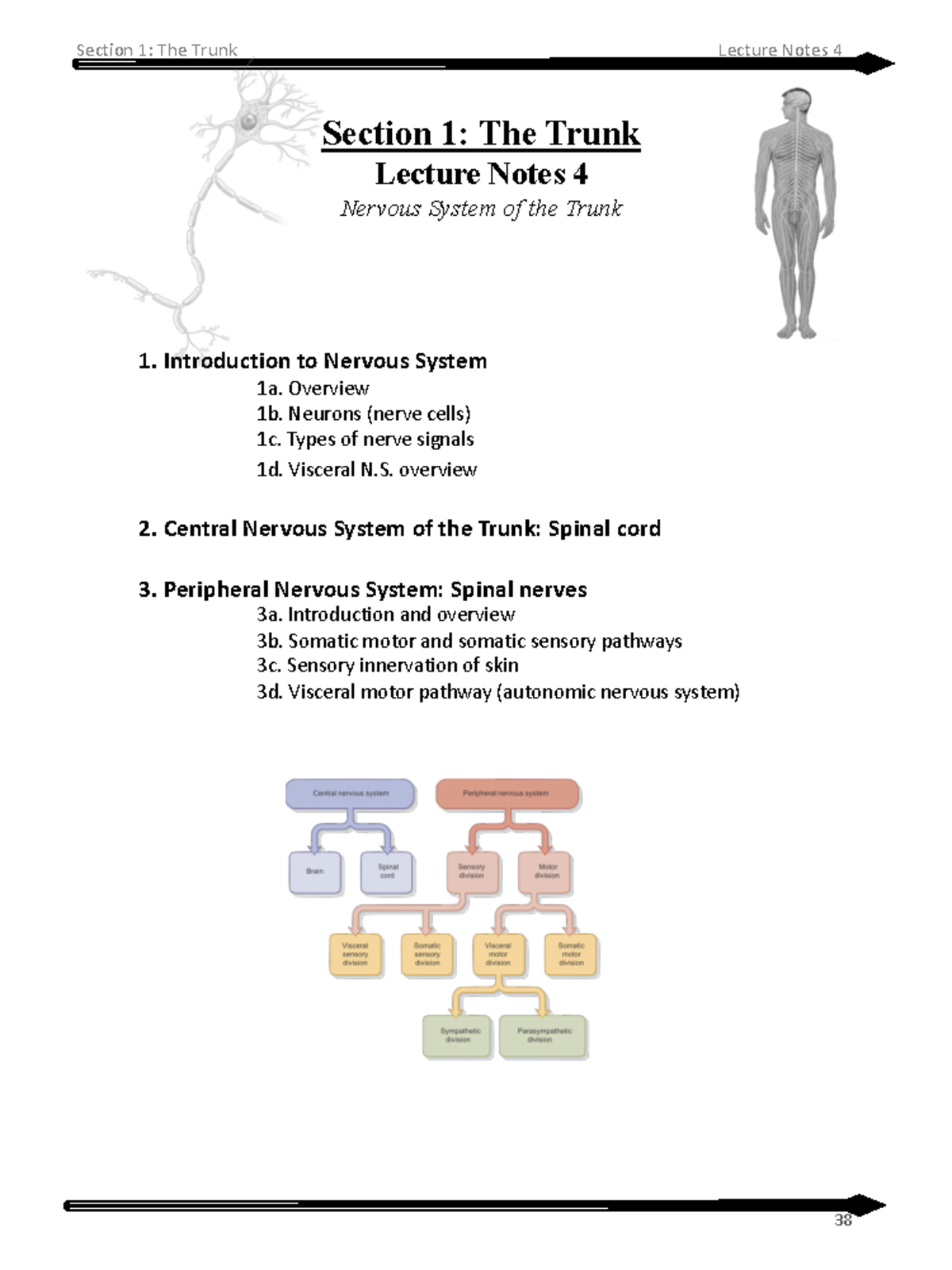 4-Lecture 4 - PDF NOTES - Section 1: The Trunk Lecture Notes 4 Nervous ...