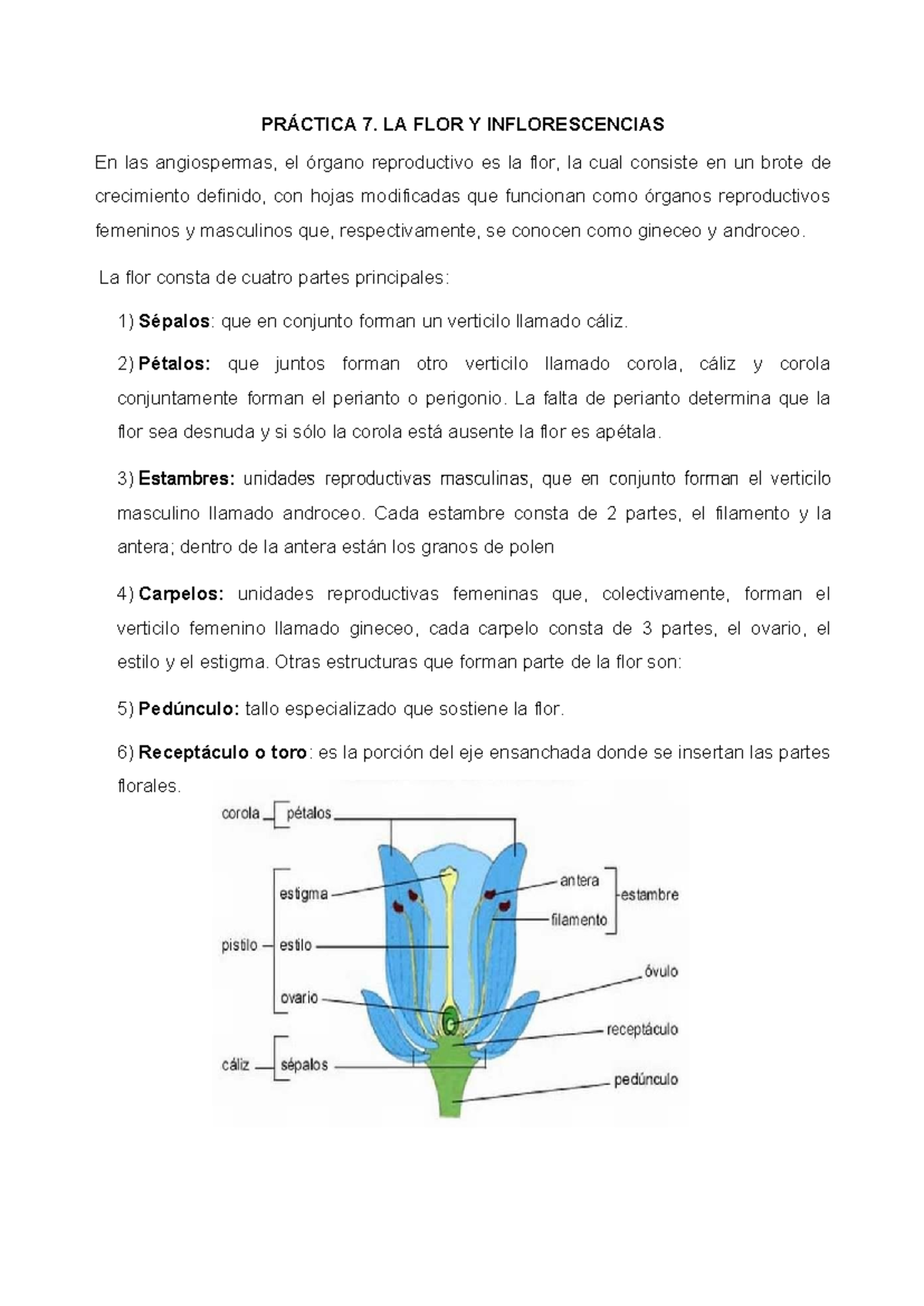Práctica flor y inflorescencia (pruebita) - PRÁCTICA 7. LA FLOR Y ...