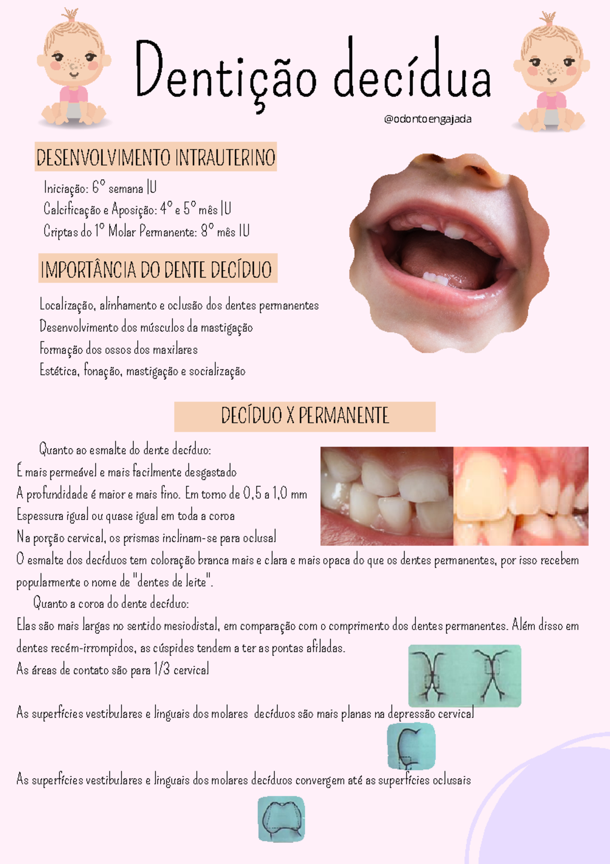 Dentição decídua - Resumo Odontologia - Quanto ao esmalte do dente ...
