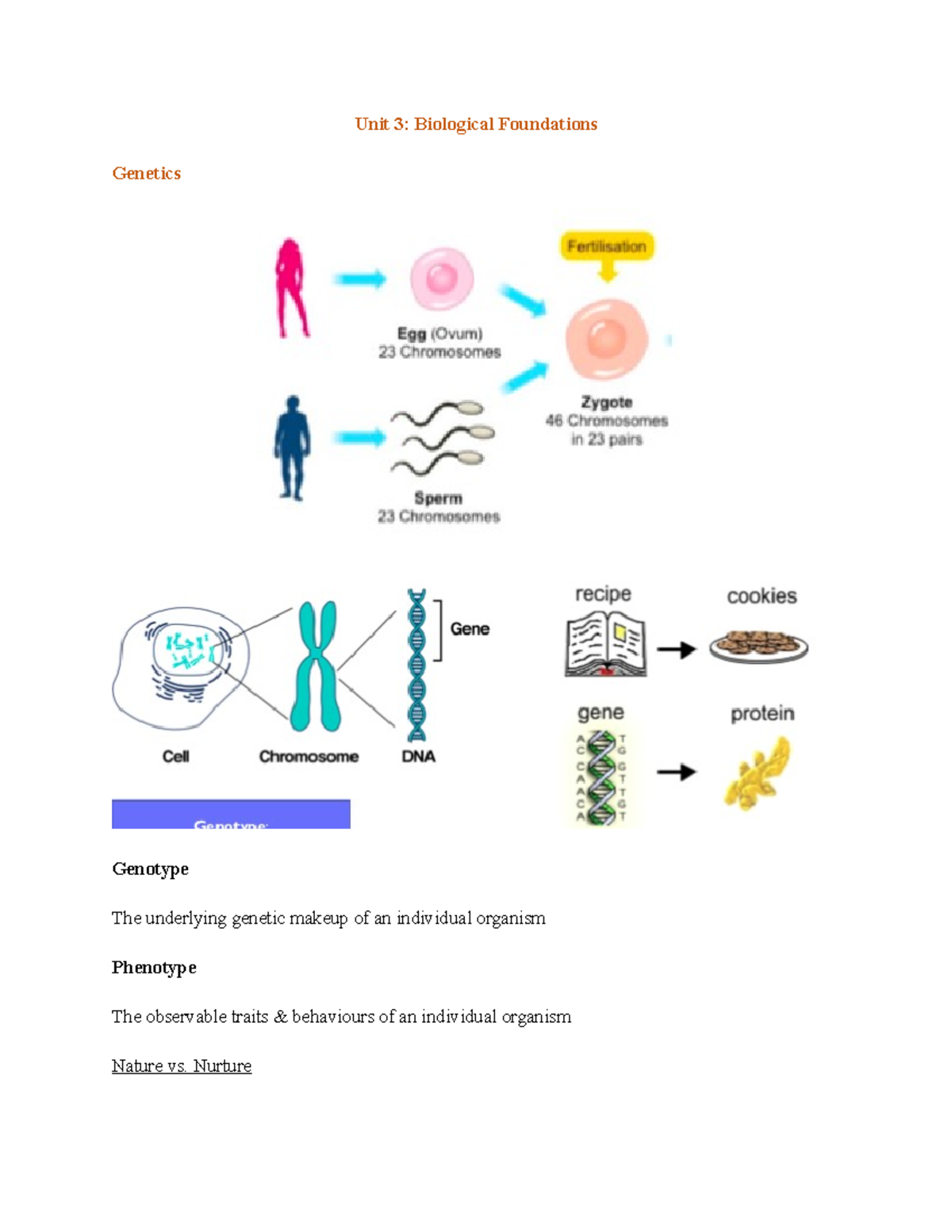 Infancy - Biological Role in Development - Unit 3: Biological ...