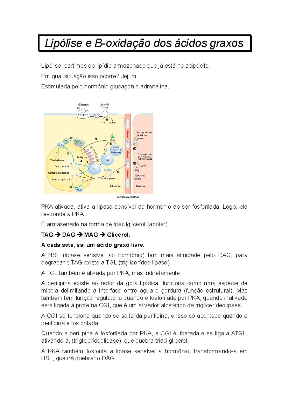 Lipólise e beta oxidação - Lipólise e B-oxidação dos ácidos graxos ...