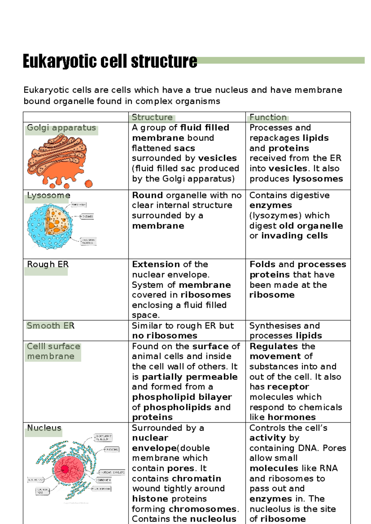 3.2.1.1 Eukaryotic cell structure - Eukaryotic cells are cells which ...