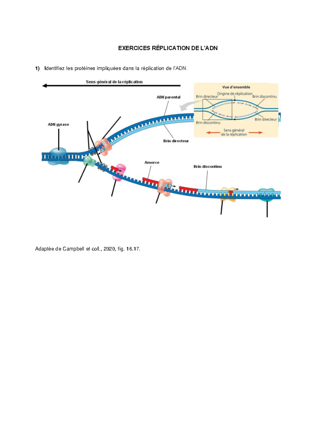 5. Exercices RÃ©plication de l'ADN - EXERCICES RÉPLICATION DE L’ADN ...