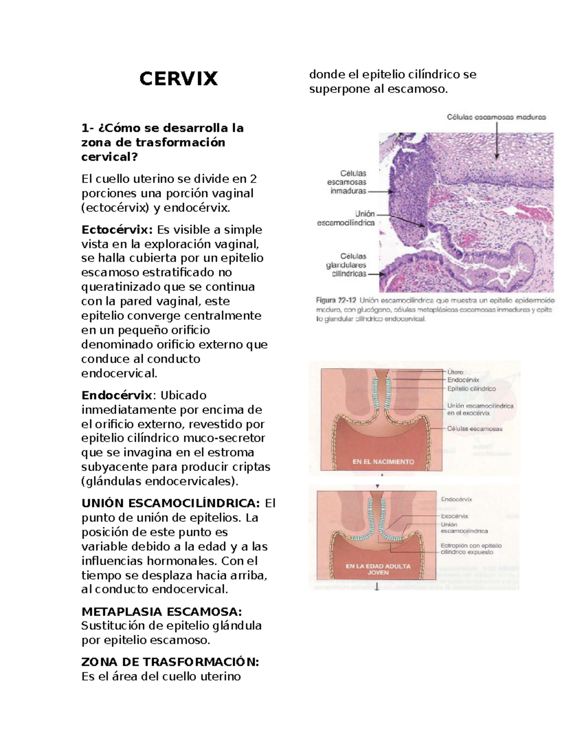 Taller Cervix Patologia - CERVIX se desarrolla la zona de cervical? El ...