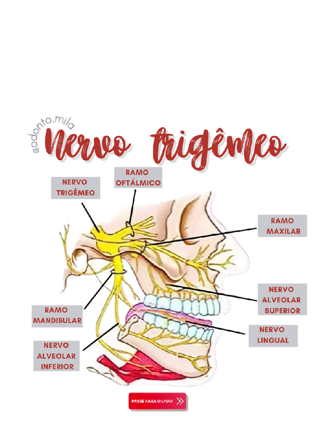 Nervos faciais - Resumo Morfologia ocular - nervo facial VII par ...