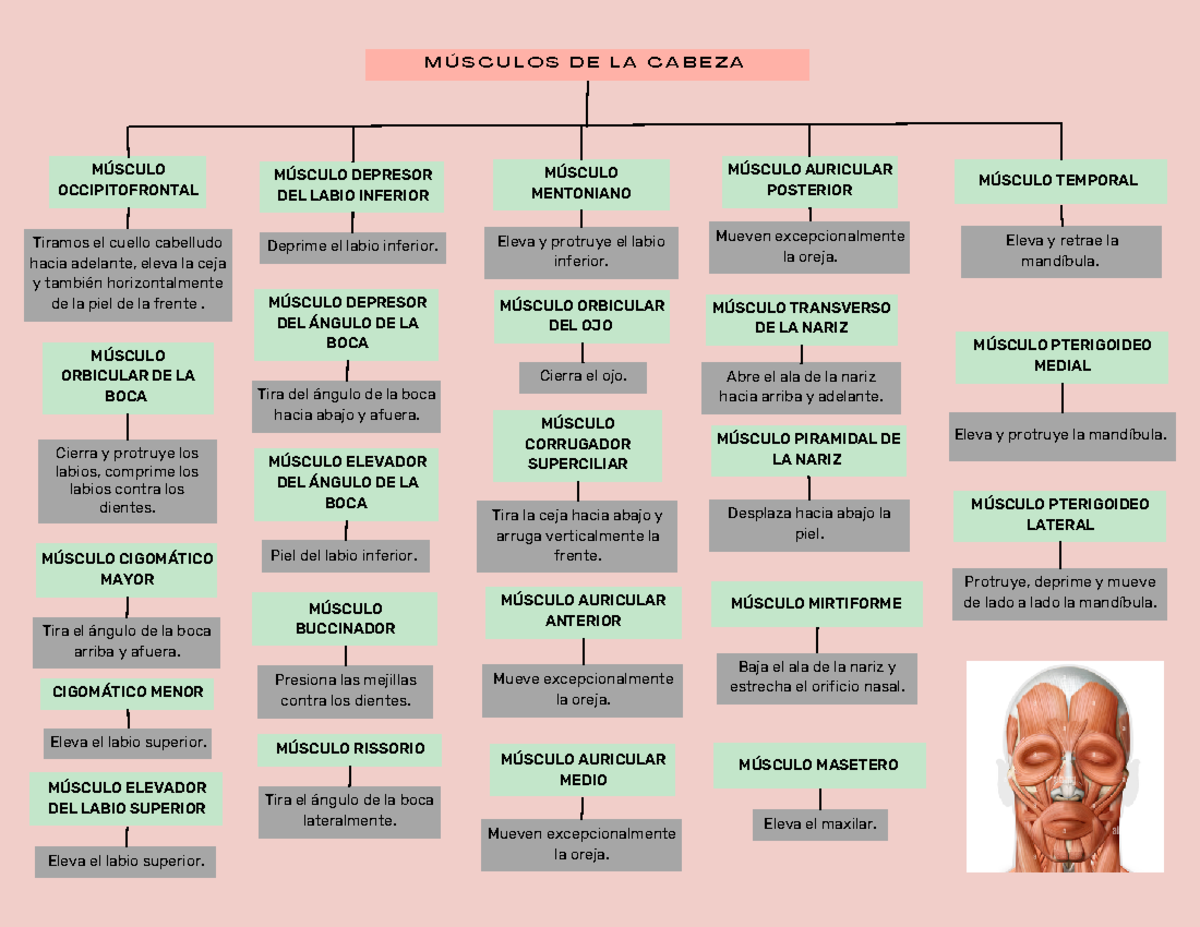 Mapas - Anatomía T - M Ú S C U L O S D E L A C A B E Z A MÚSCULO ...
