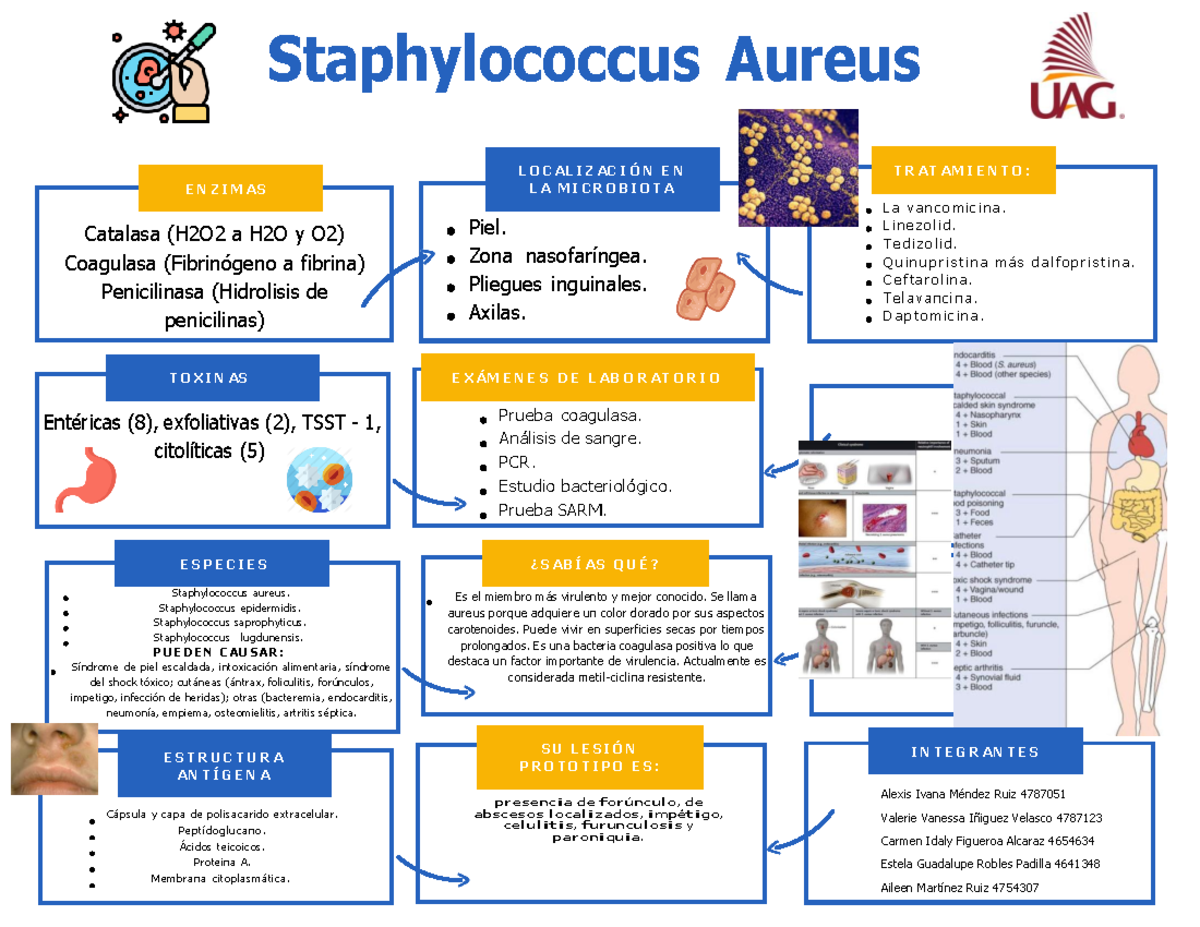 Mapa coceptual 1 - mapa conceptial bacterias - T O X I N AS Staphylococcus Aureus Catalasa (H2O2 ...