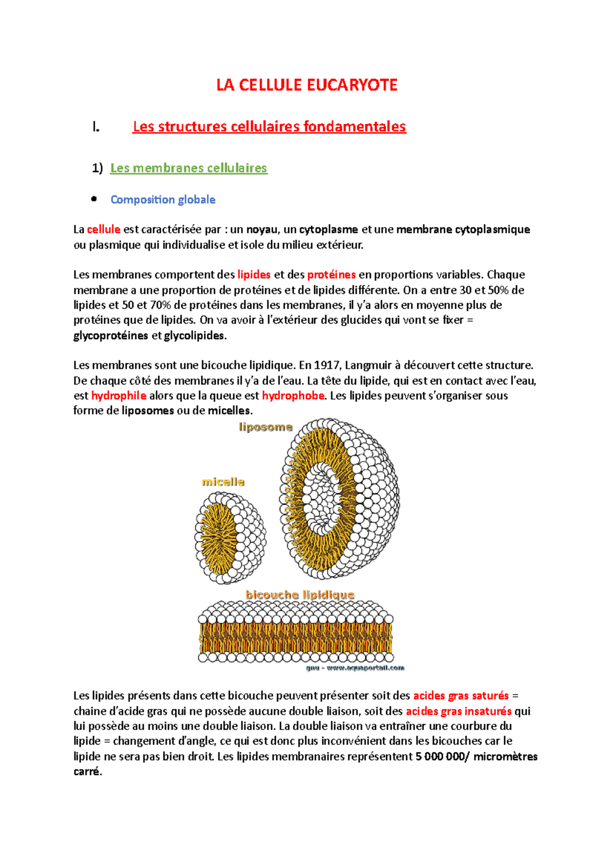La cellule eucaryote, biologie cellulaire L1 SVT lyon 1, année 2020 ...