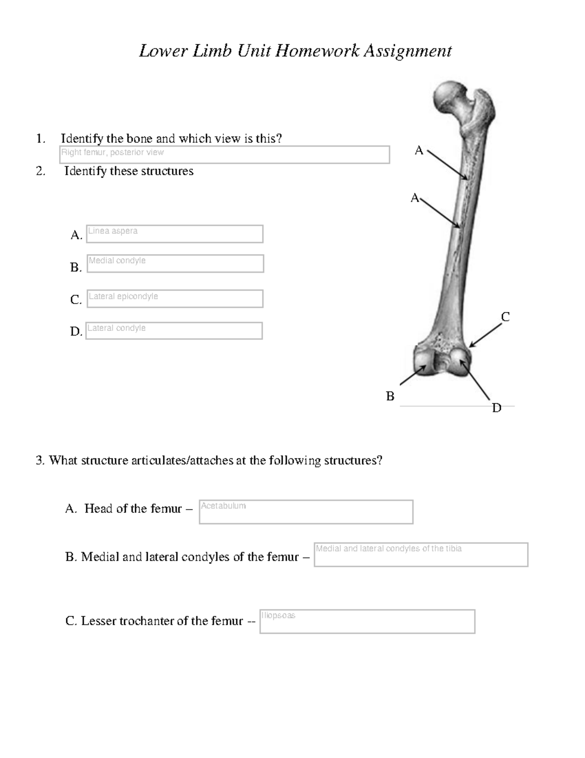 Lower Limb Homework - Lower Limb Unit Homework Assignment A A B C D ...