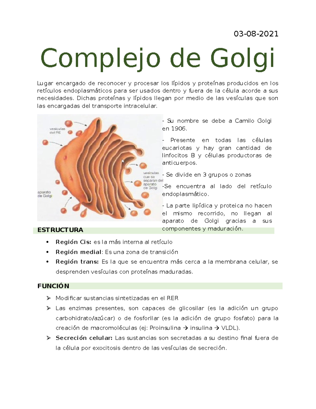 Clase de complejo de golgi - 03-08- Complejo de Golgi Lugar encargado de reconocer y procesar ...