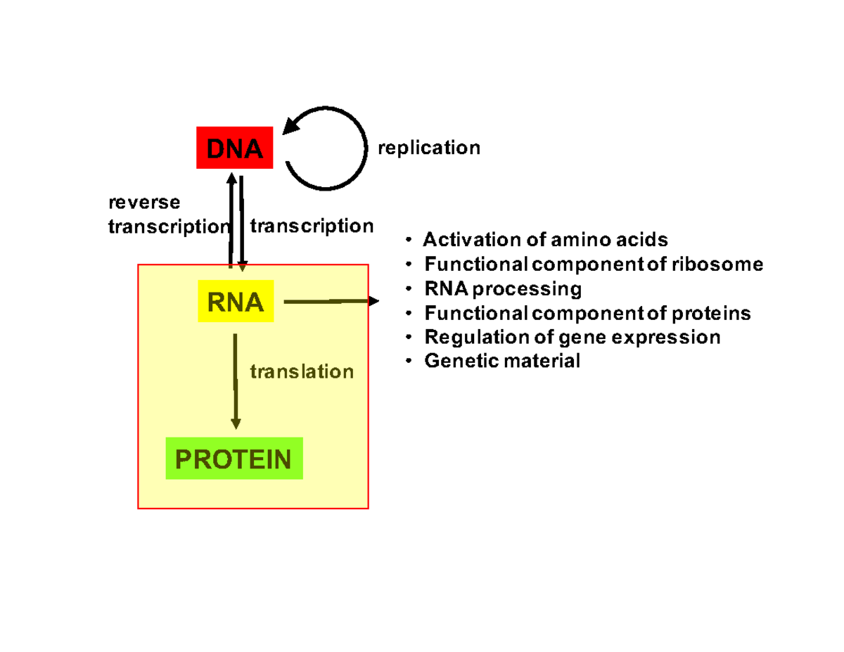CHE 424 Genetic Code Slides for Class 2016 - DNA replication ...